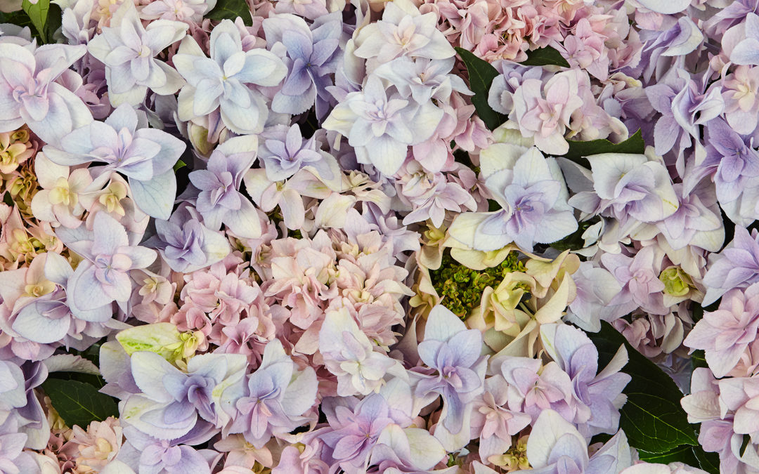 Hydrangea macrophylla | Kötterheinrich